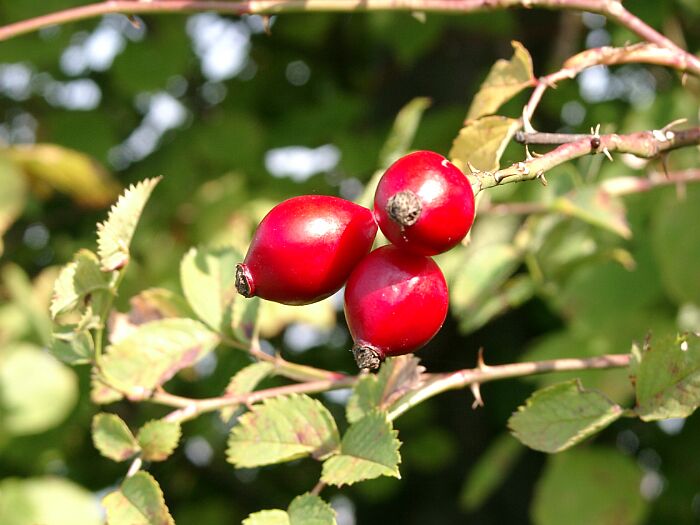 Naturalne soki owocowe - najlepszym sposobem na odporność - Żyj zdrowo ...